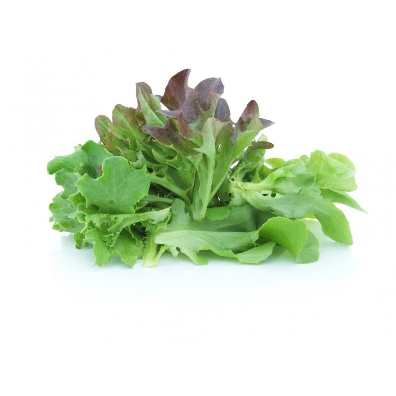 Mesclun lettuce is the best lettuce mix